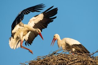 Storks memes. Best Collection of funny storks pictures on iFunny