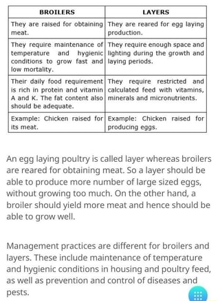 BROILERS LAYERS They are raised for obtaining meat. They are reared for ...