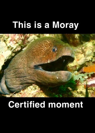 When an eel has a maw with a pharyngeal jaw, that's a moray. Moray Eel ...