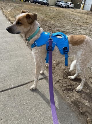 Harness memes. Best Collection of funny harness pictures on iFunny