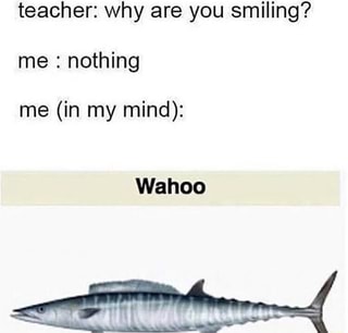Wahoo memes. Best Collection of funny wahoo pictures on iFunny