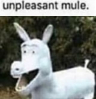 Mule memes. Best Collection of funny mule pictures on iFunny