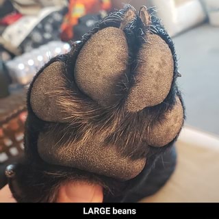 THE CUTEST TOE BEANS - iFunny