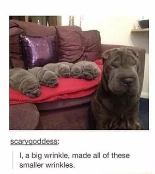Wrinkle memes. Best Collection of funny wrinkle pictures on iFunny