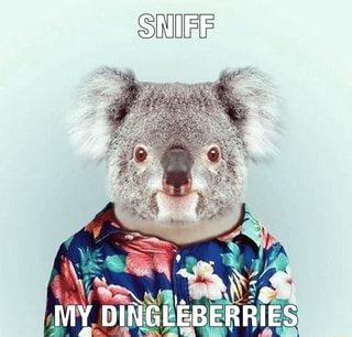 Dingleberry memes. Best Collection of funny dingleberry pictures on iFunny