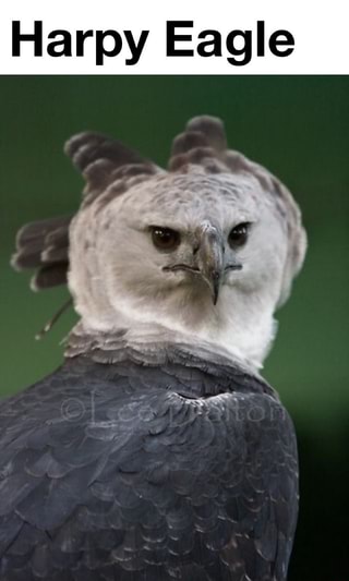 Harpy memes. Best Collection of funny harpy pictures on iFunny