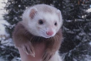 Weasel memes. Best Collection of funny weasel pictures on iFunny