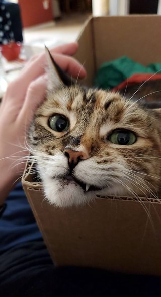 Snaggletooth memes. Best Collection of funny snaggletooth pictures on ...