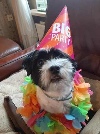 Hurray memes. Best Collection of funny hurray pictures on iFunny