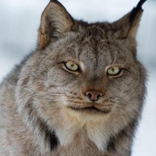 Lynx memes. Best Collection of funny lynx pictures on iFunny