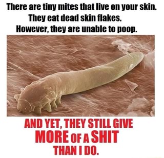 Mites memes. Best Collection of funny mites pictures on iFunny