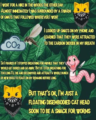 Gnats memes. Best Collection of funny gnats pictures on iFunny