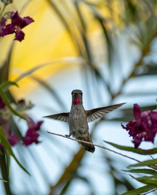 Hummingbird memes. Best Collection of funny hummingbird pictures on iFunny