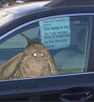 A friend sent me a picture of this moth and it reminded me a lot of ...