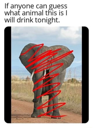 If anyone can guess what animal this is I will drink tonight. - iFunny :)