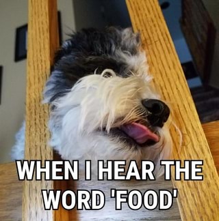 Havanese memes. Best Collection of funny havanese pictures on iFunny