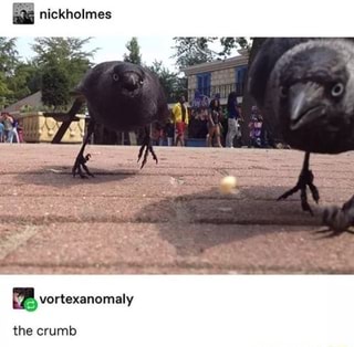 Crows memes. Best Collection of funny crows pictures on iFunny