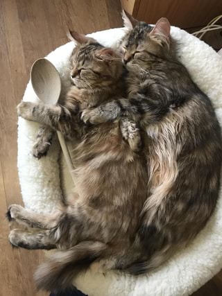 Spooning memes. Best Collection of funny spooning pictures on iFunny