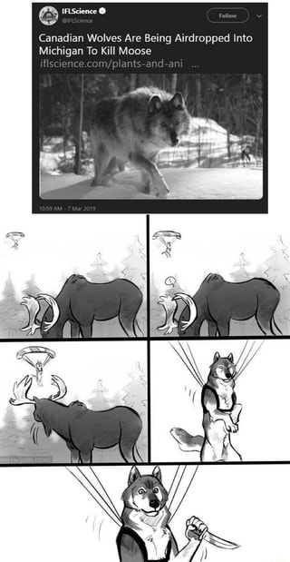 Canadian Wolves Are Being Airdropped Into Michigan To Kill Moose A ...