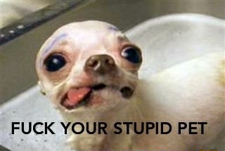 My cat listening to my rants: - iFunny :)