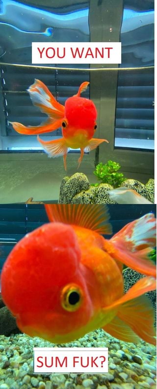 Goldfish memes. Best Collection of funny goldfish pictures on iFunny