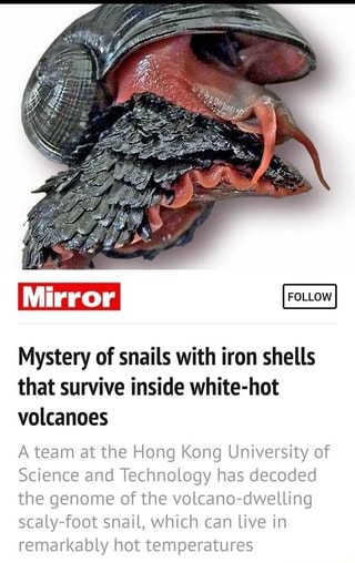 Mystery of snails with iron shells that survive inside white-hot ...