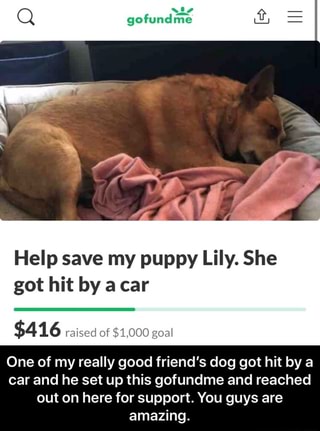 Gofundme memes. Best Collection of funny gofundme pictures on iFunny