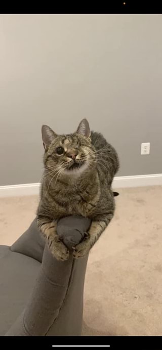 Snaggletooth memes. Best Collection of funny snaggletooth pictures on ...