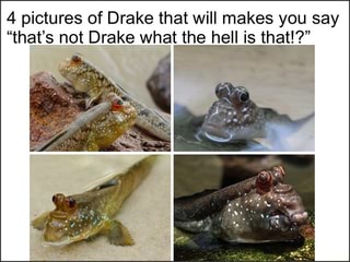 Mudskipper memes. Best Collection of funny mudskipper pictures on iFunny