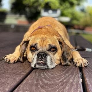 Snaggletooth memes. Best Collection of funny snaggletooth pictures on ...