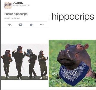 Hippocrip memes. Best Collection of funny hippocrip pictures on iFunny