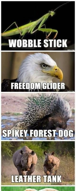 Wobble memes. Best Collection of funny wobble pictures on iFunny