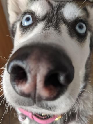 Snooty memes. Best Collection of funny snooty pictures on iFunny