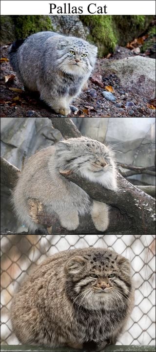 Meet Zuu The Cat Who Embodies The Feeling When You Hear Your Alarm ...