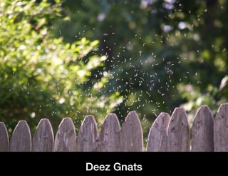 Gnats memes. Best Collection of funny gnats pictures on iFunny