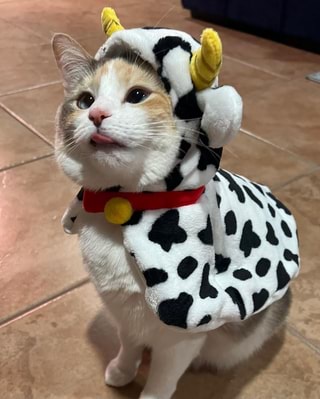 Panko A. Cat's Mom @fatfatpankocat Pat AM - - Twitter for iPhone - iFunny