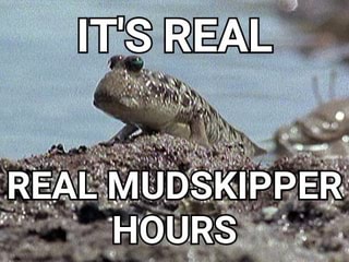 Mudskipper memes. Best Collection of funny mudskipper pictures on iFunny