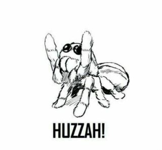 Knowledge Lot Spider sees its own reflection for the first time - iFunny