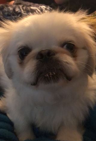 Pekingese memes. Best Collection of funny pekingese pictures on iFunny