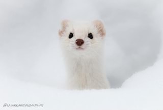 Weasel memes. Best Collection of funny weasel pictures on iFunny