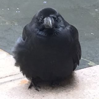 Crow memes. Best Collection of funny crow pictures on iFunny