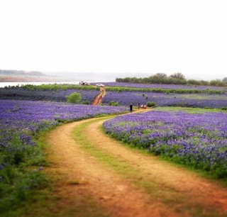 Bluebonnets memes. Best Collection of funny bluebonnets pictures on iFunny