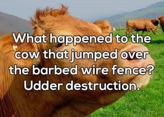 Udder memes. Best Collection of funny udder pictures on iFunny