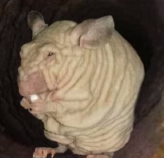 No meme, just wanted to show you the pic I drew of a rat jumping into ...