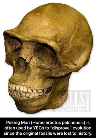 Peking Man (Homo erectus pekinensis) is often used by YECs to "disprove ...
