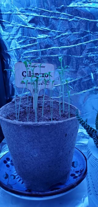 Cilantro memes. Best Collection of funny cilantro pictures on iFunny