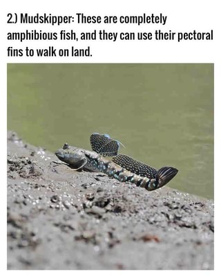 Mudskipper memes. Best Collection of funny mudskipper pictures on iFunny