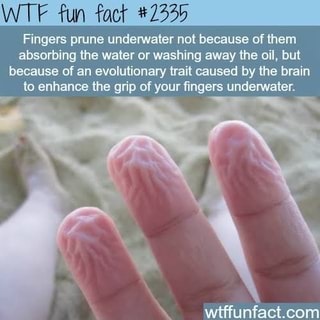 Prune memes. Best Collection of funny prune pictures on iFunny