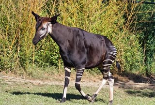 Okapi memes. Best Collection of funny okapi pictures on iFunny