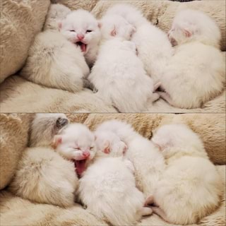 Smol memes. Best Collection of funny smol pictures on iFunny